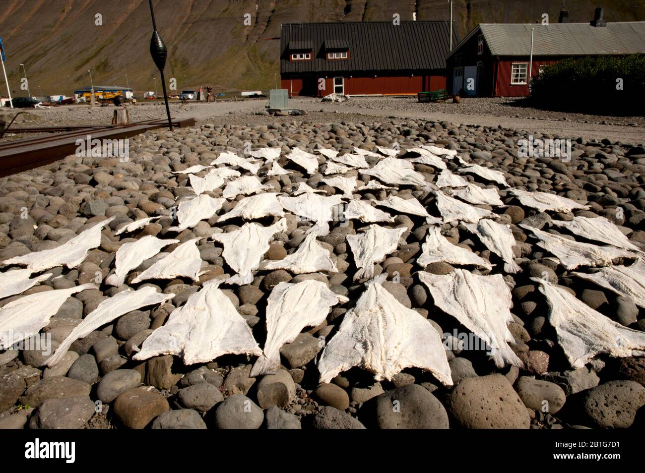 Dry fish from iceland hi-res stock photography and images - Alamy