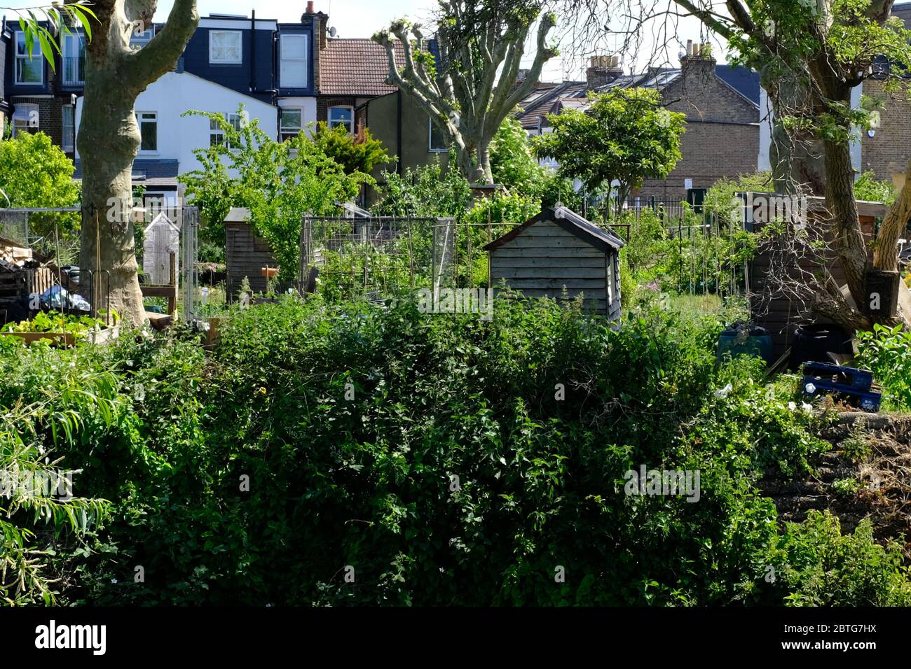 Garratt Park Allotments River Wandle Trail Stock Photo - Alamy