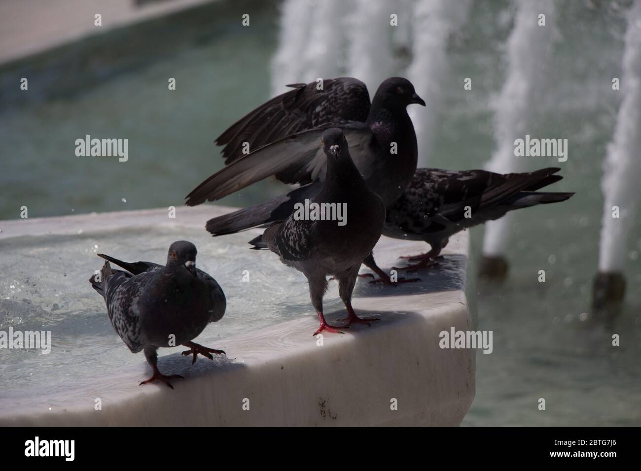 City pigeons by the side of water at a fountain Stock Photo - Alamy