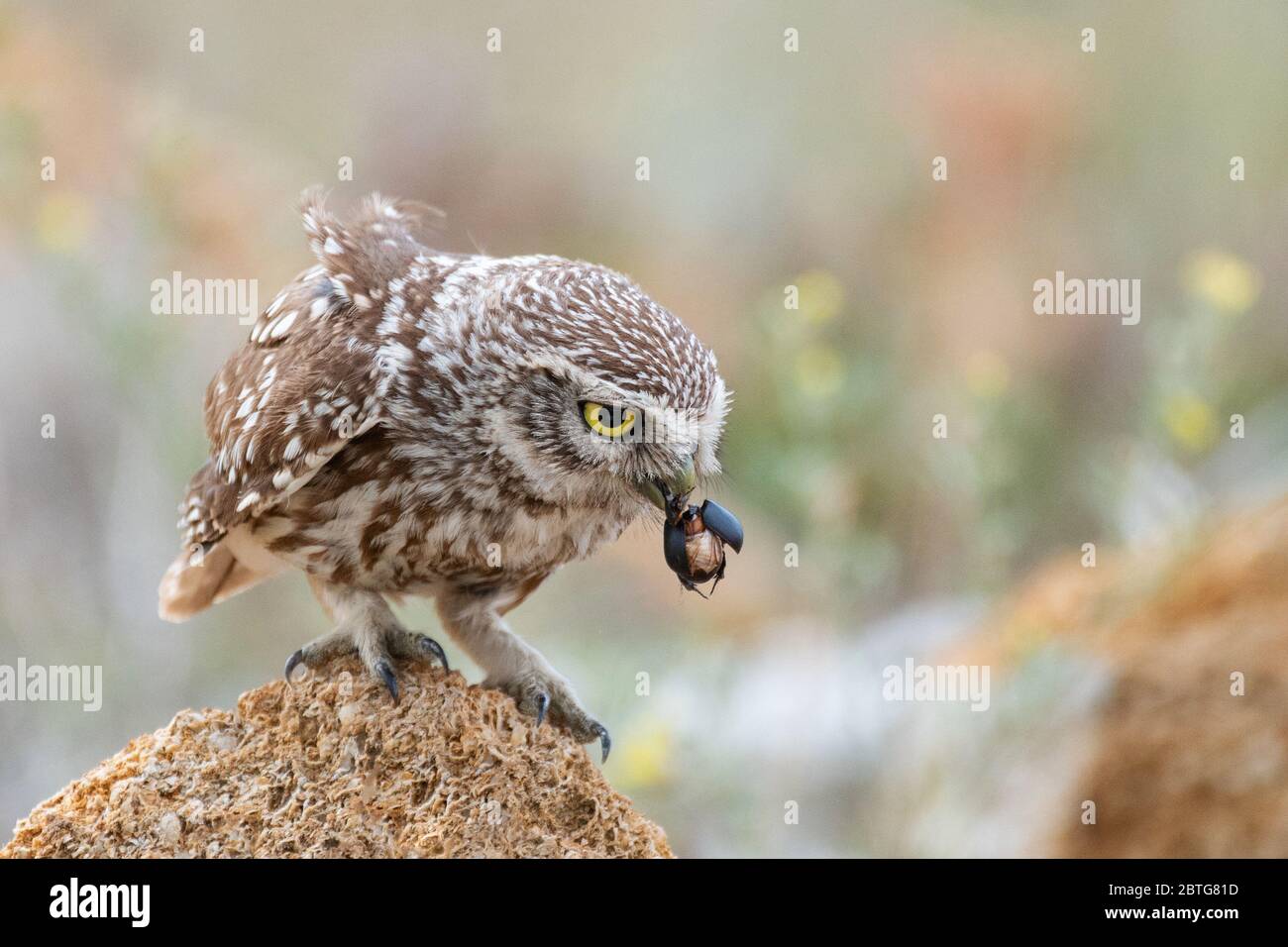 Little owl, Athene noctua, sitting on a rock with a beetle in its beak ...