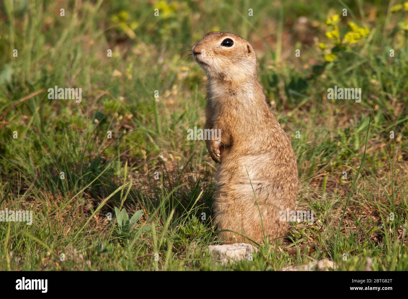 Ground squirrel (Spermophilus pygmaeus) standing in the grass Stock ...