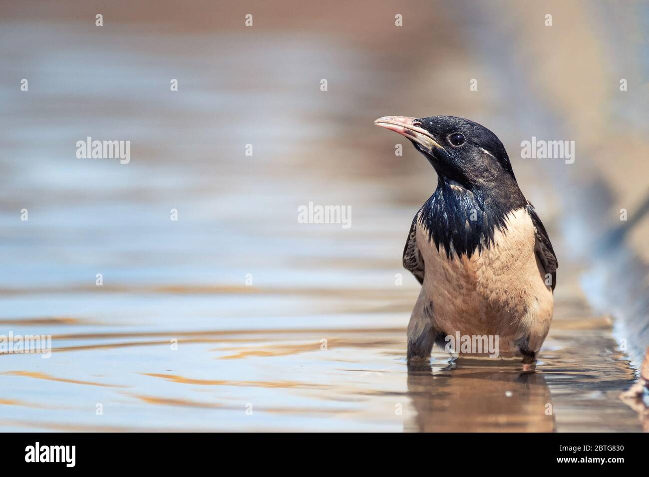 Rosy starling sturnus roseus hi-res stock photography and images - Alamy