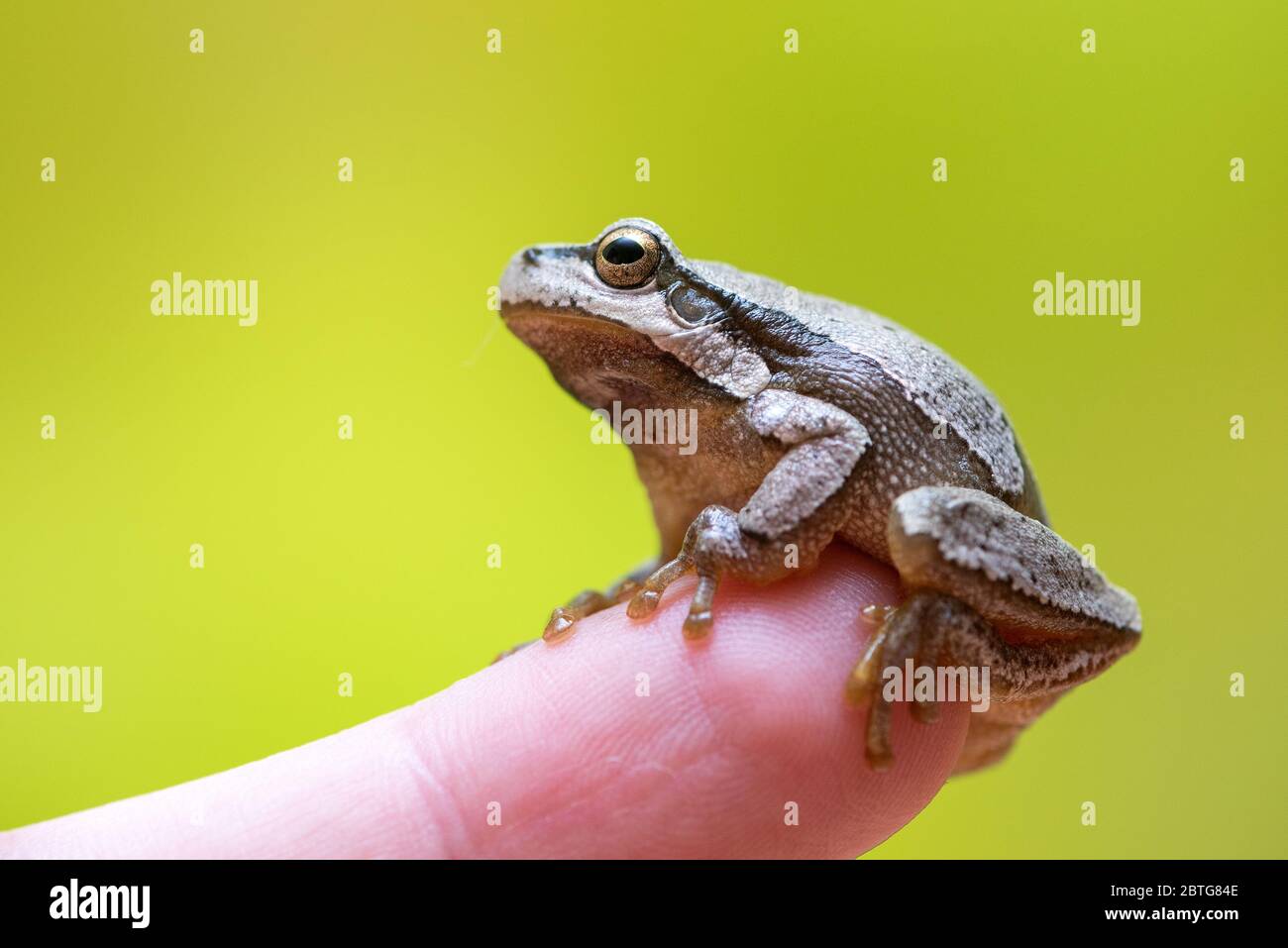 European green tree frog (Hyla arborea) sitting on a finger Stock Photo ...