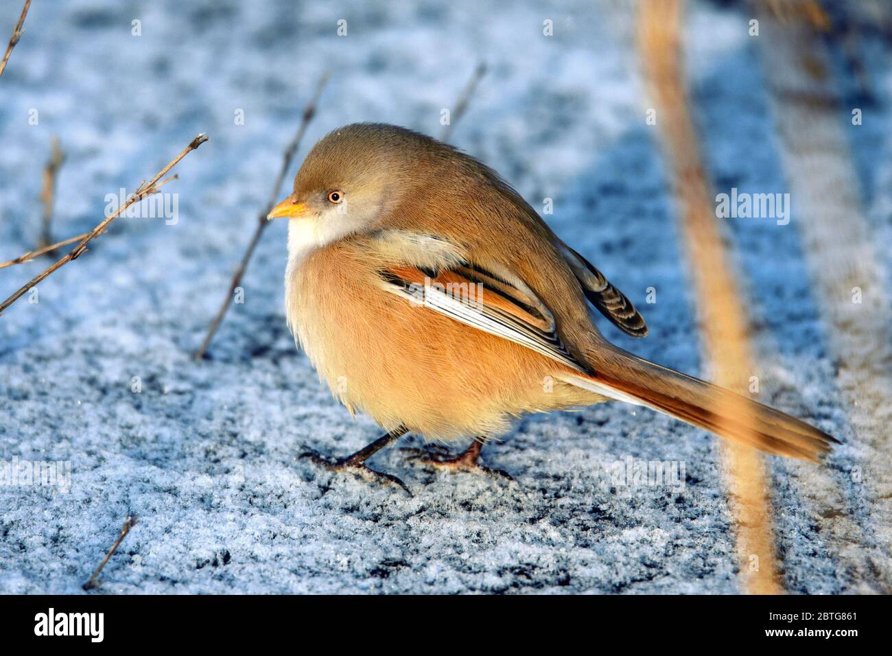 Bearded tit, panurus biarmicus. A bird sitting on the ice Stock Photo ...