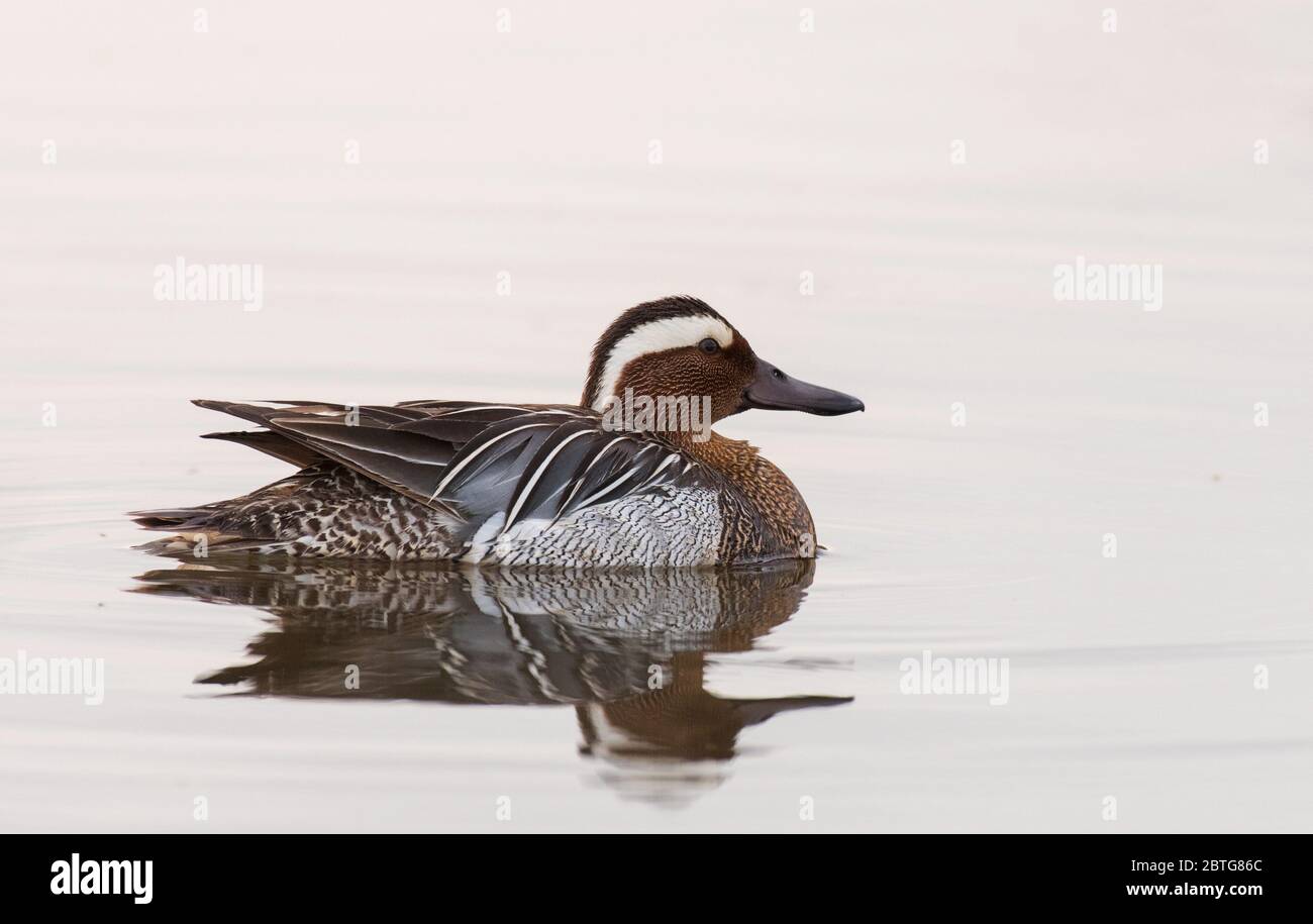 Garganey duck hi-res stock photography and images - Alamy