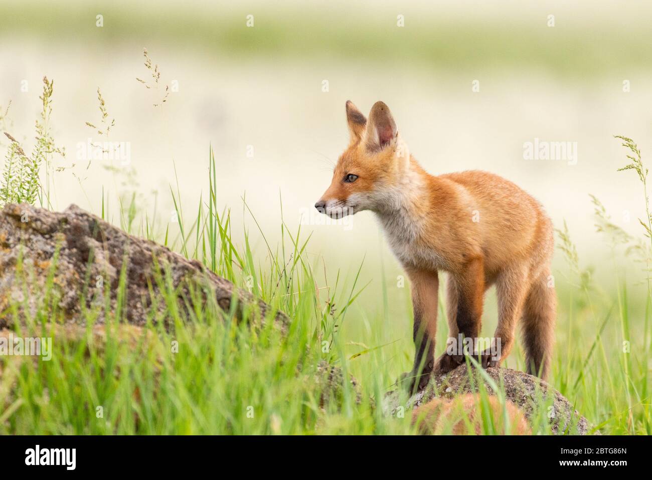 Red fox pups on rock hi-res stock photography and images - Alamy