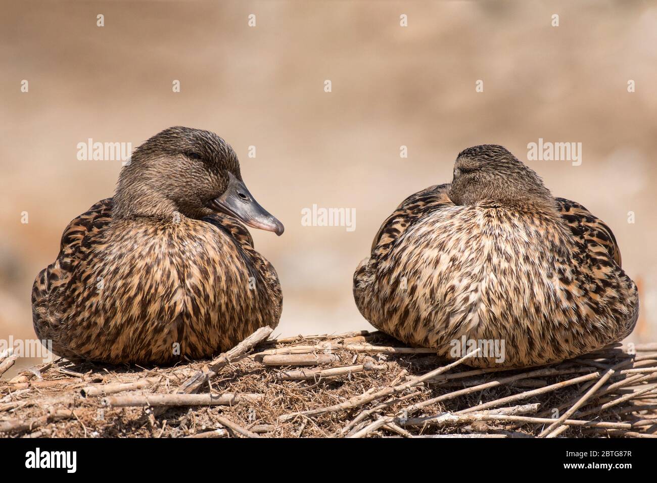 Two male and one female mallards hi-res stock photography and images ...