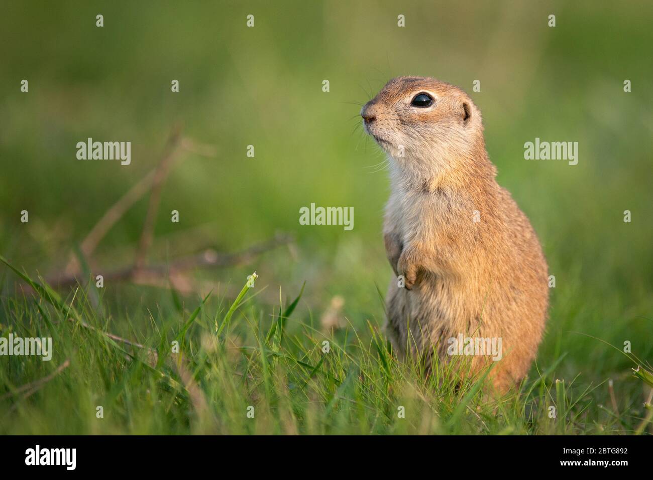 European ground squirrel (Spermophilus citellus) in natural habitat ...