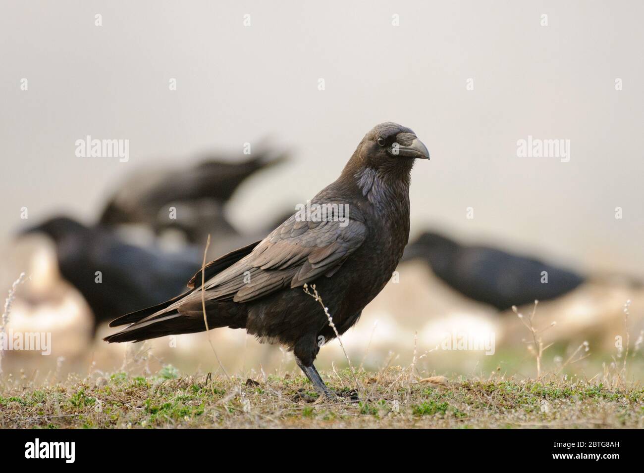 Smart corax hi-res stock photography and images - Alamy