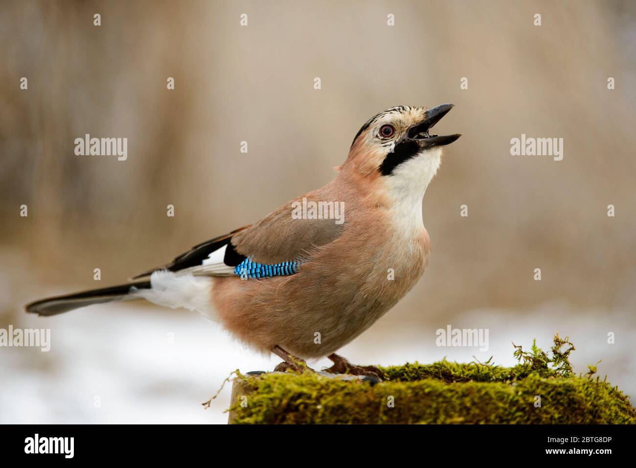 Jay with moss in beak hi-res stock photography and images - Alamy