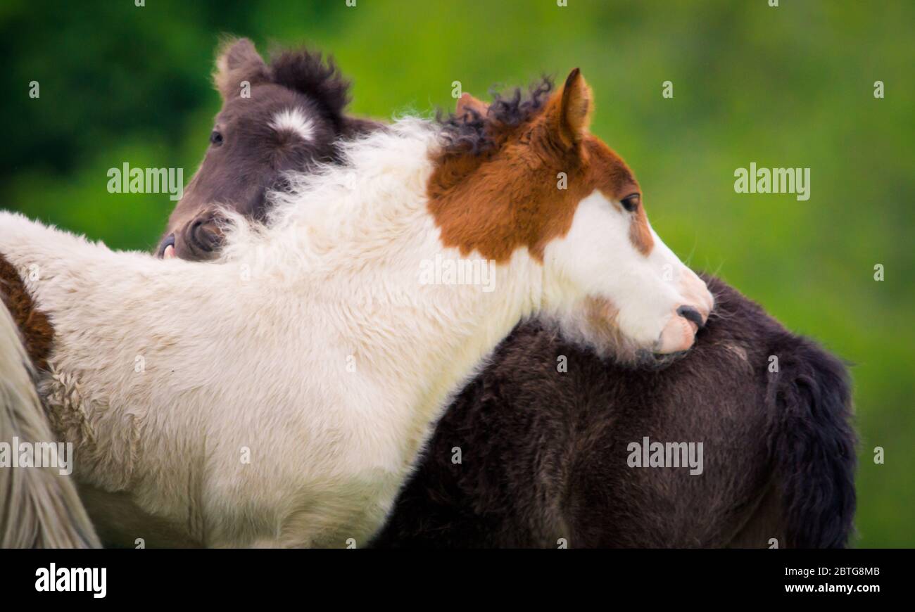 A black foal and a skewbald foal are playing together and are grooming ...