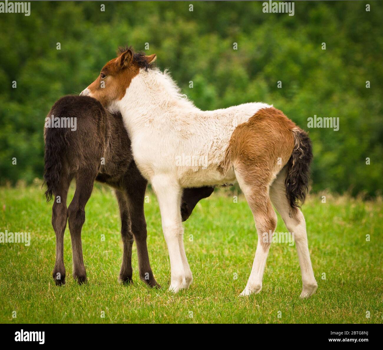 A black foal and a skewbald foal are playing together and are grooming ...