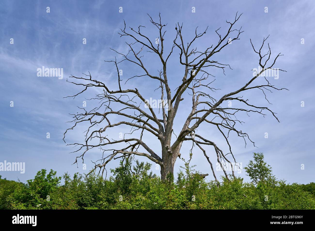 Dead oak tree in a field by the forest Stock Photo - Alamy