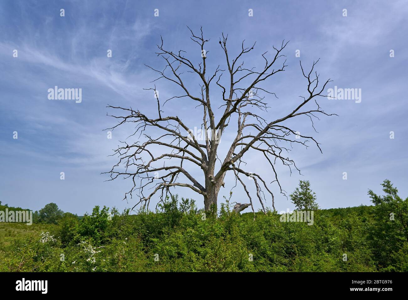 Dead oak tree in a field by the forest Stock Photo - Alamy