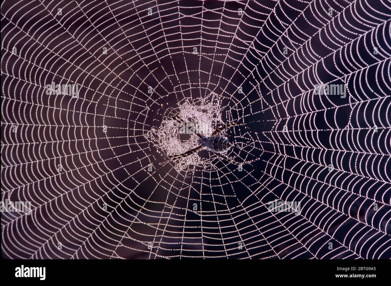 Spiderweb, Samuel P. Taylor State Park, Golden Gate National Recreation ...