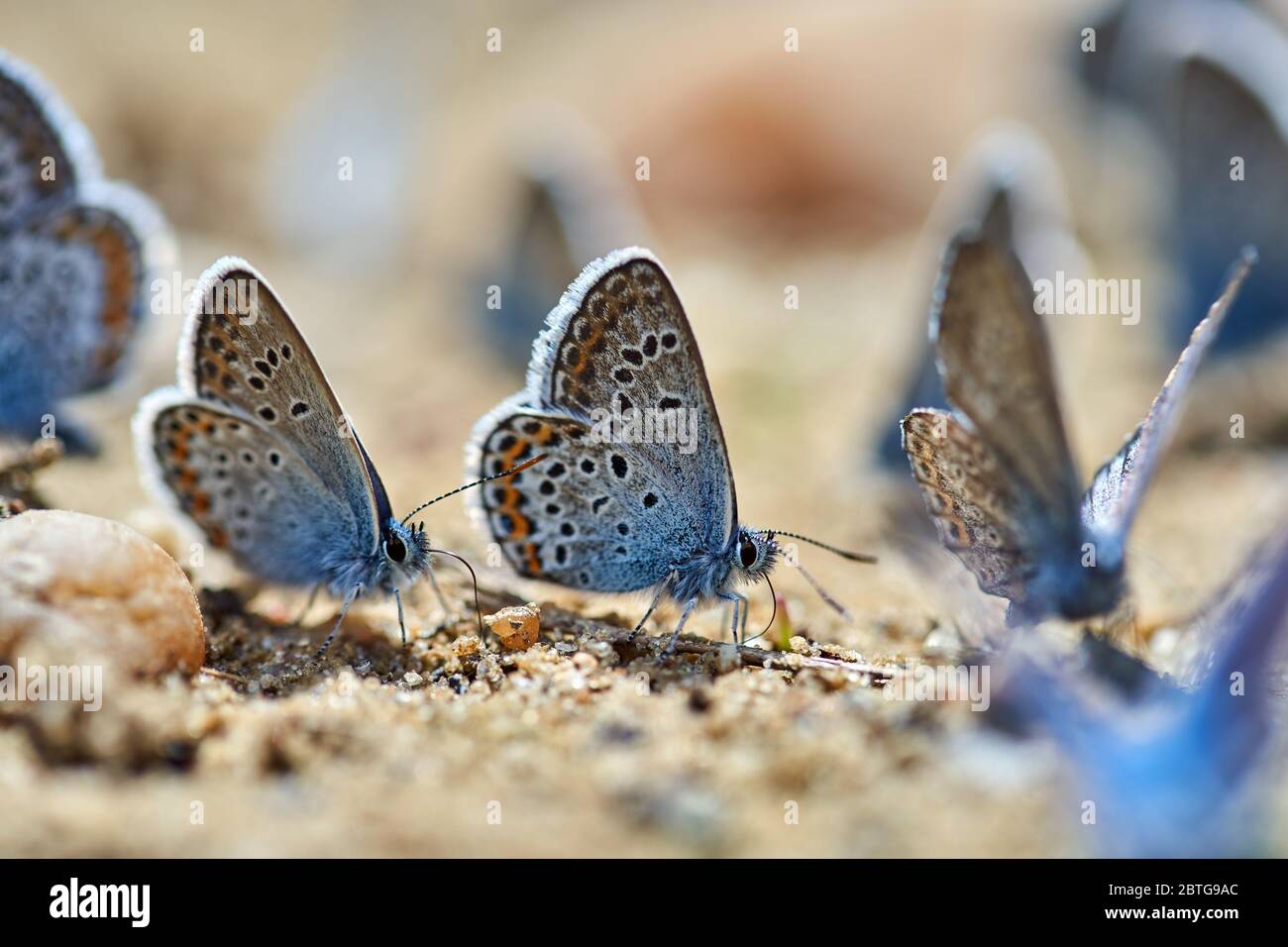 Little blue butterflies absorbing salts and water from rocks Stock ...