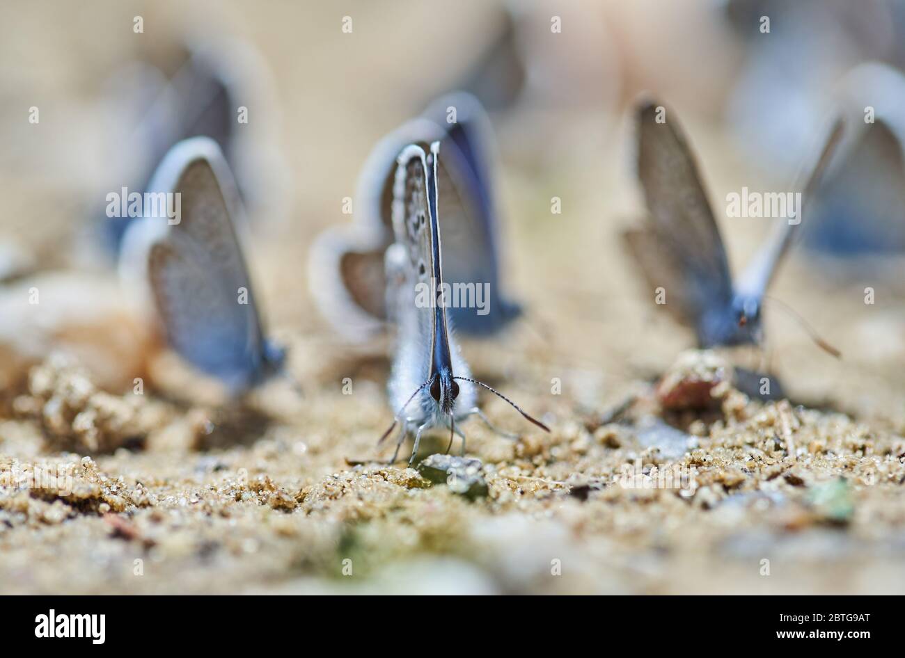 Little blue butterflies absorbing salts and water from rocks Stock ...
