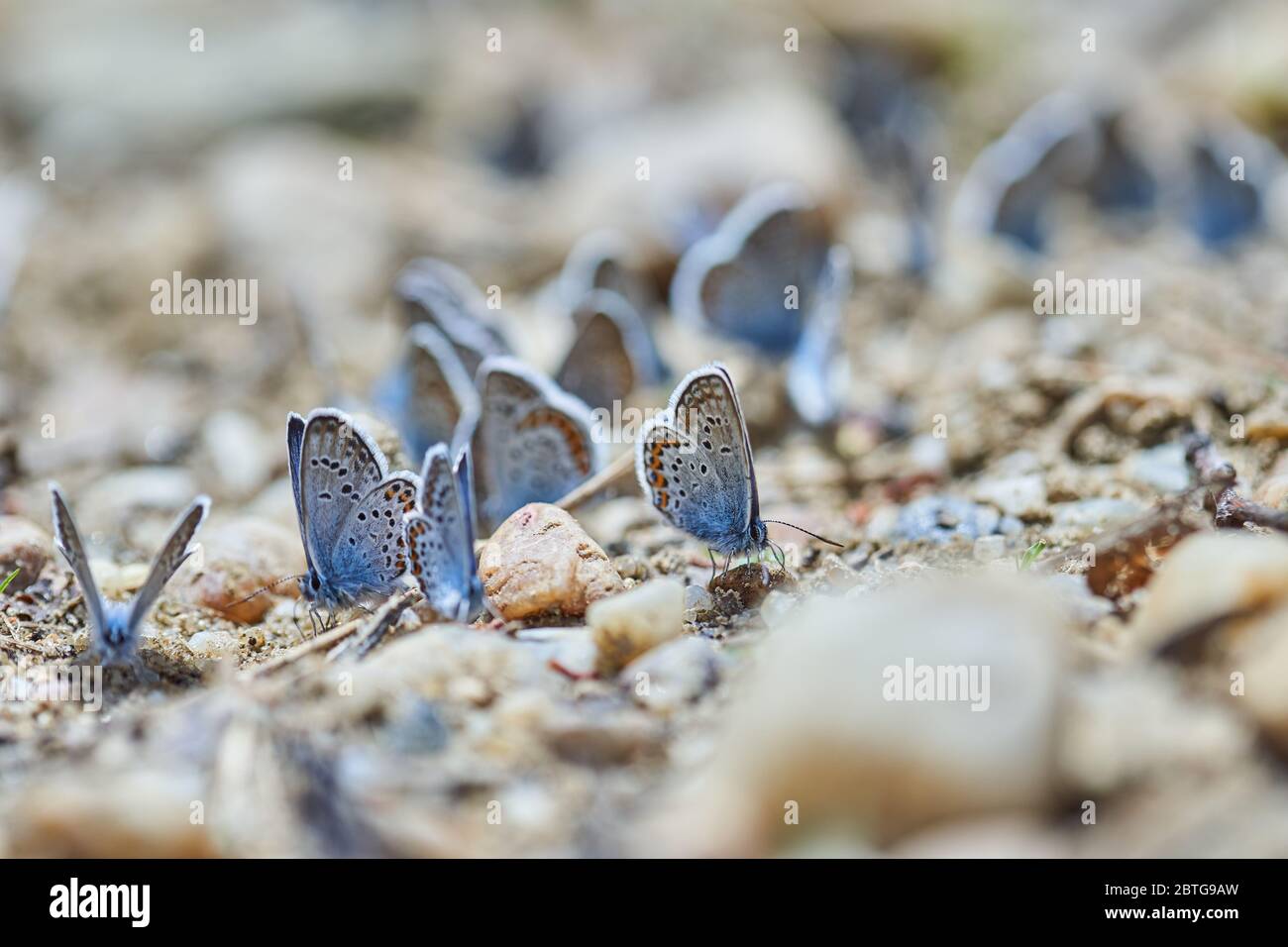 Little blue butterflies absorbing salts and water from rocks Stock ...