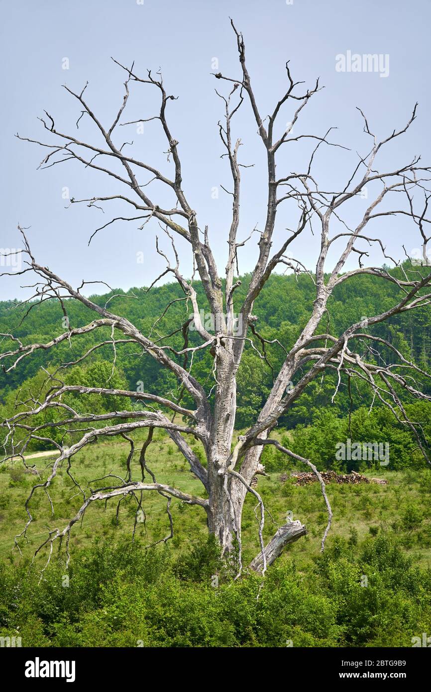 Big old dead oak tree in an oak forest hi-res stock photography and ...