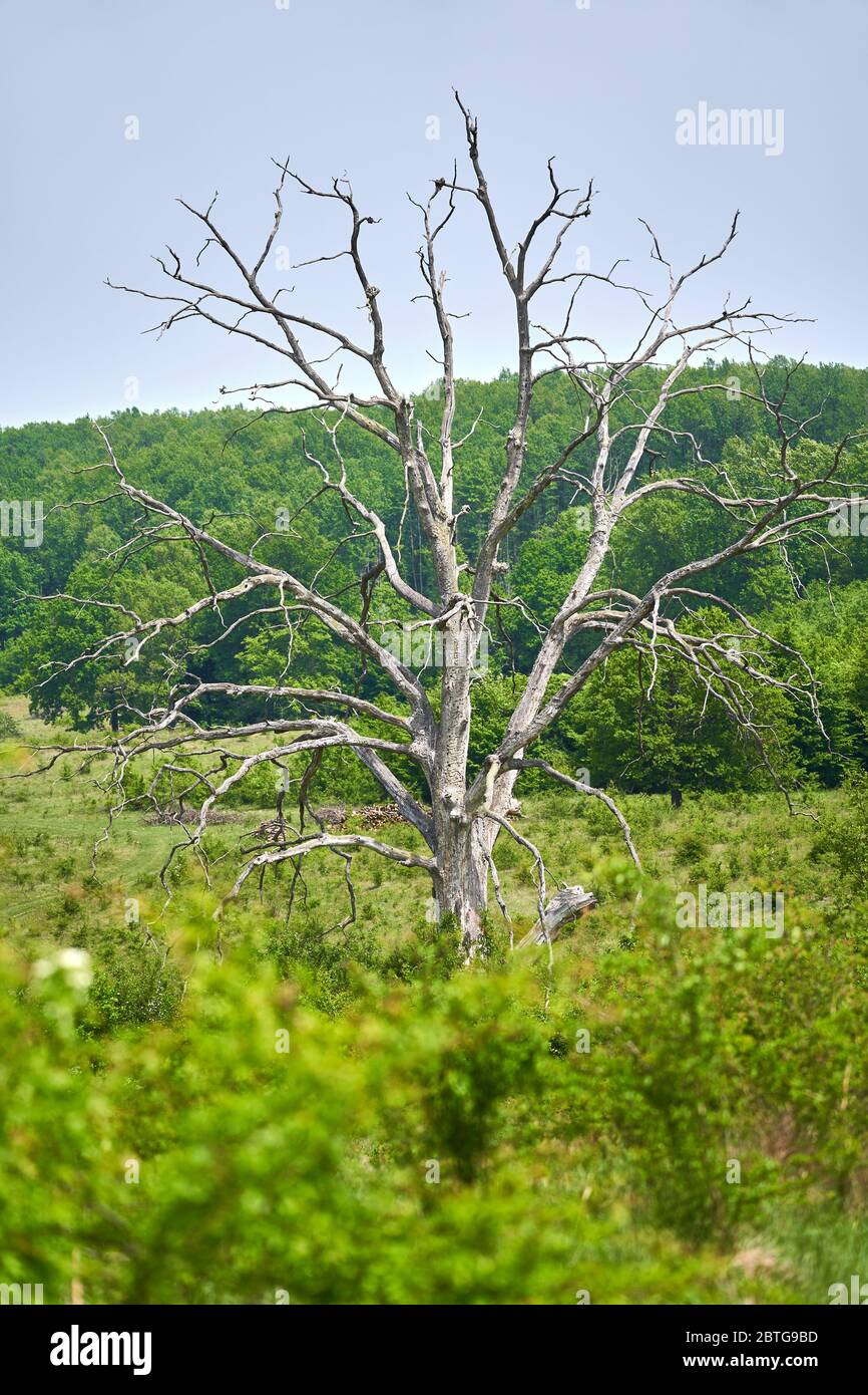 Dead oak tree in a field by the forest Stock Photo - Alamy