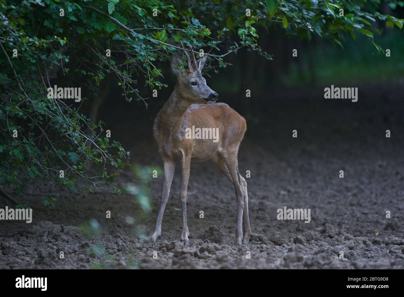 Roe buck by the edge of the forest Stock Photo - Alamy