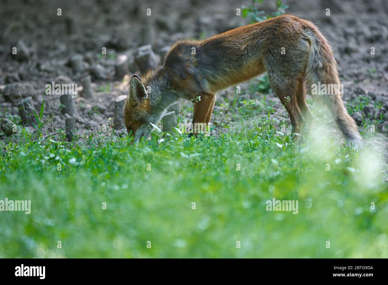 Adult male fox in the grass Stock Photo - Alamy