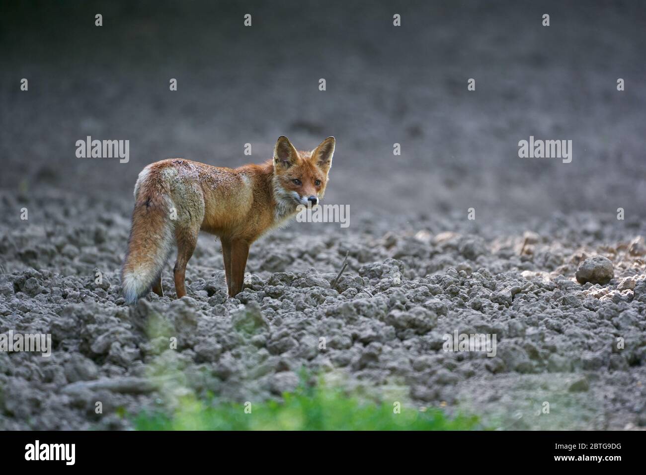 Adult male fox in the grass Stock Photo - Alamy