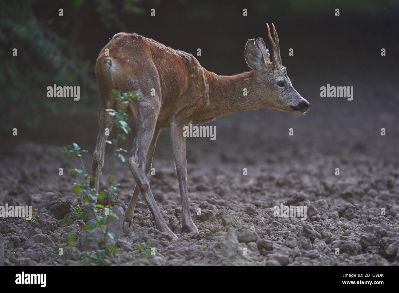 Roe buck by the edge of the forest Stock Photo - Alamy