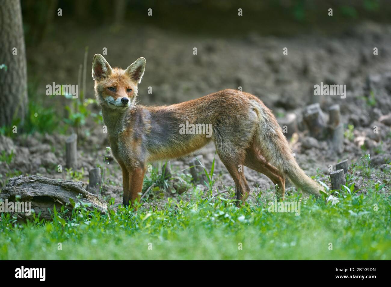 Adult male fox in the grass Stock Photo - Alamy
