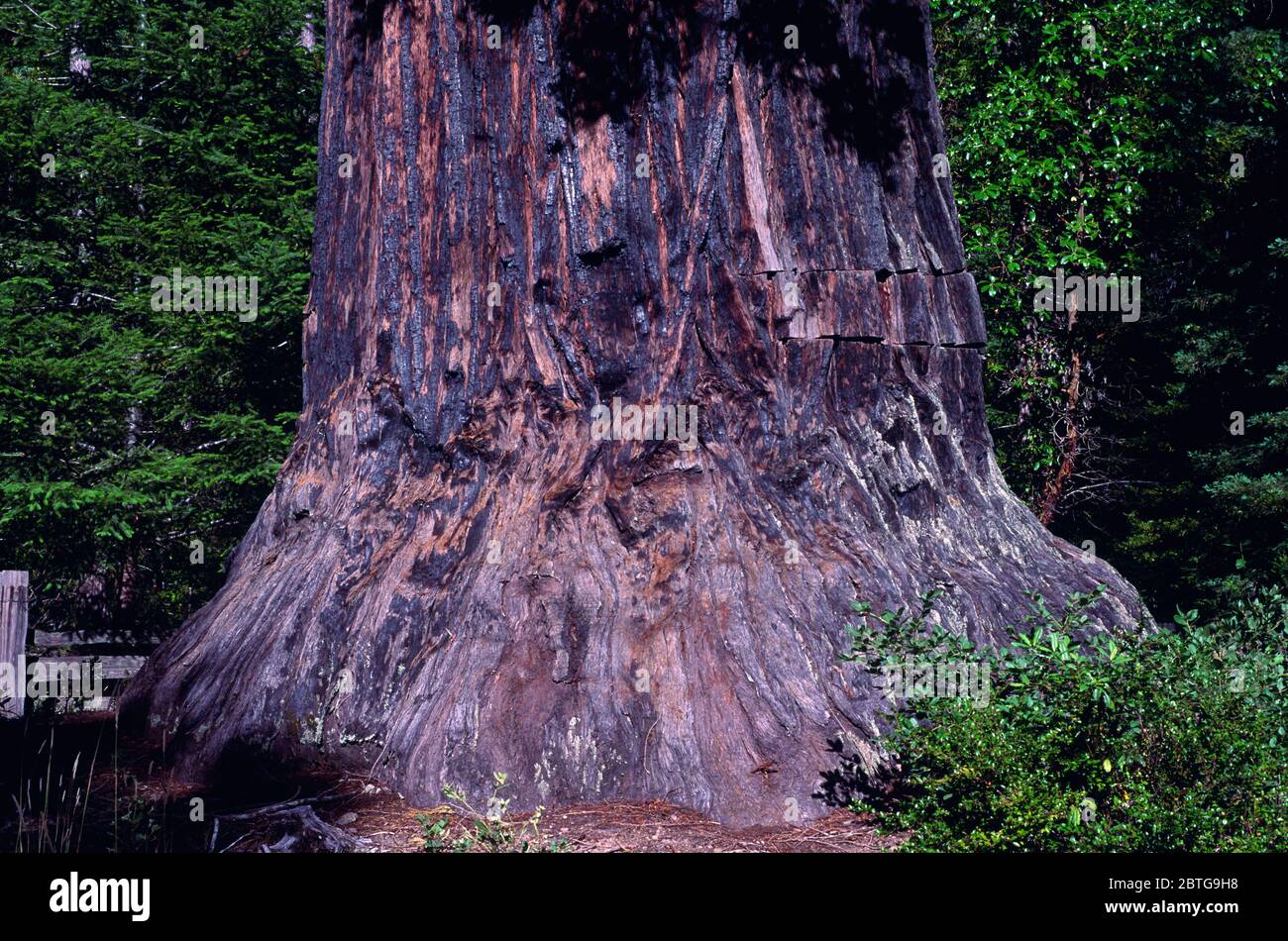 Miles standish tree hi-res stock photography and images - Alamy