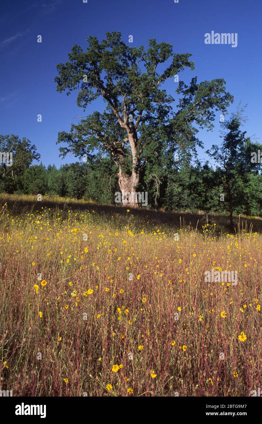 Indian grinding rock state park hi-res stock photography and images - Alamy