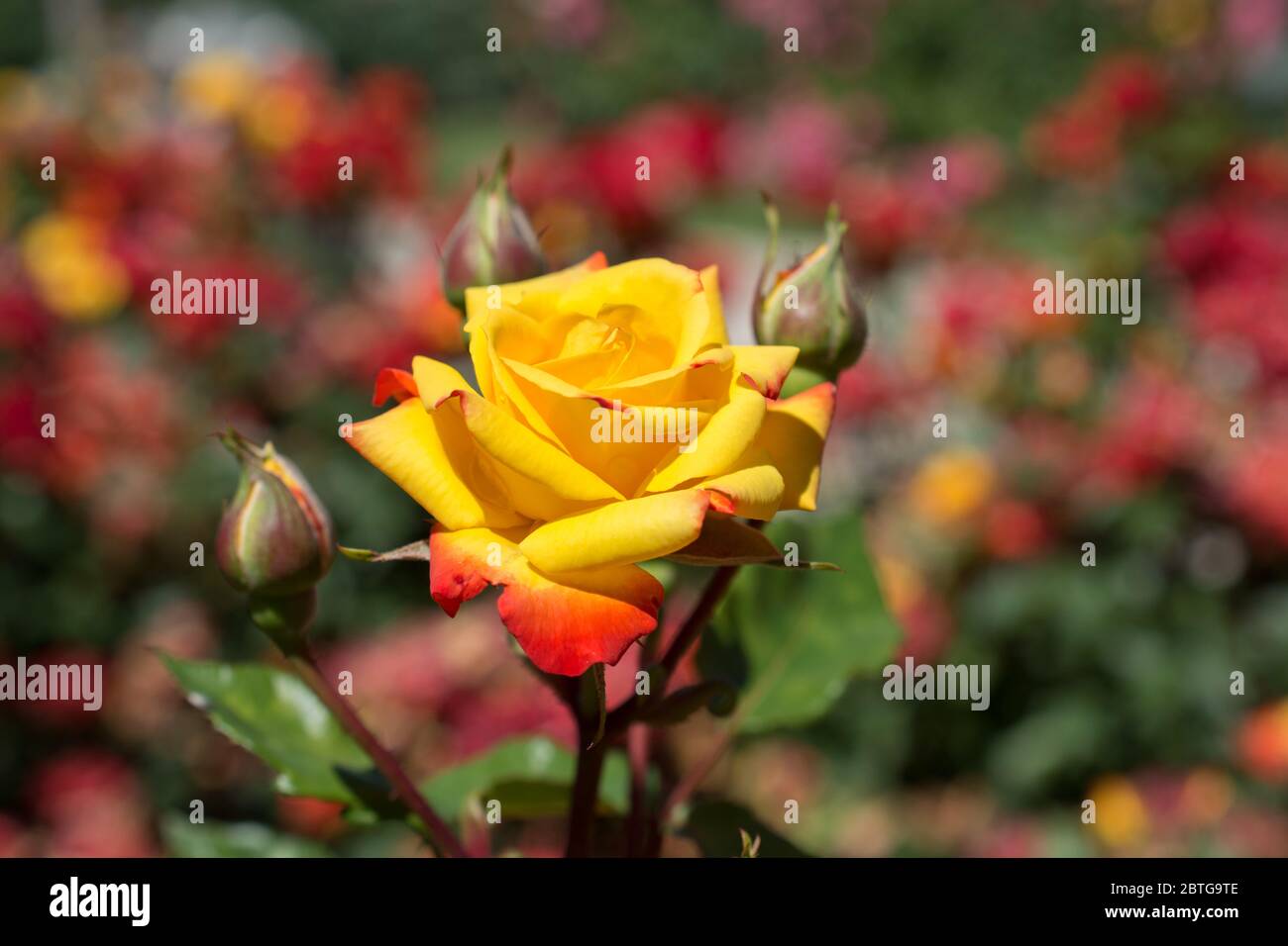 Beautiful colorful Rose Flower on garden background Stock Photo - Alamy
