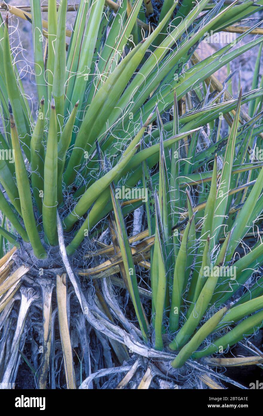 Yucca Palms High Resolution Stock Photography and Images - Alamy