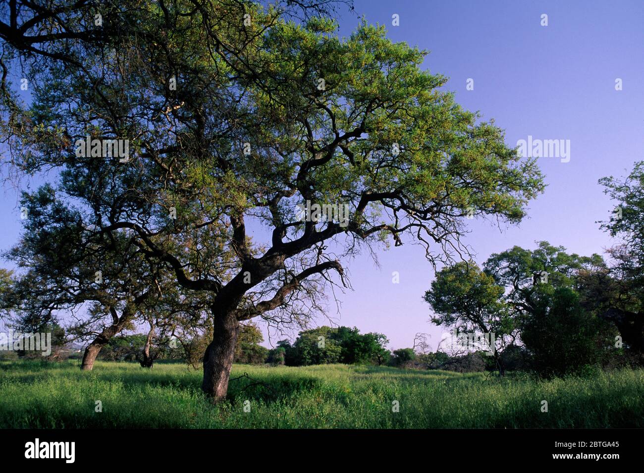 The engelmann oak hi-res stock photography and images - Alamy
