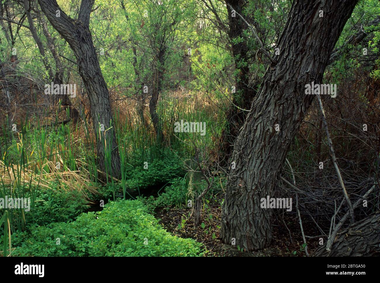 Big morongo preserve hi-res stock photography and images - Alamy