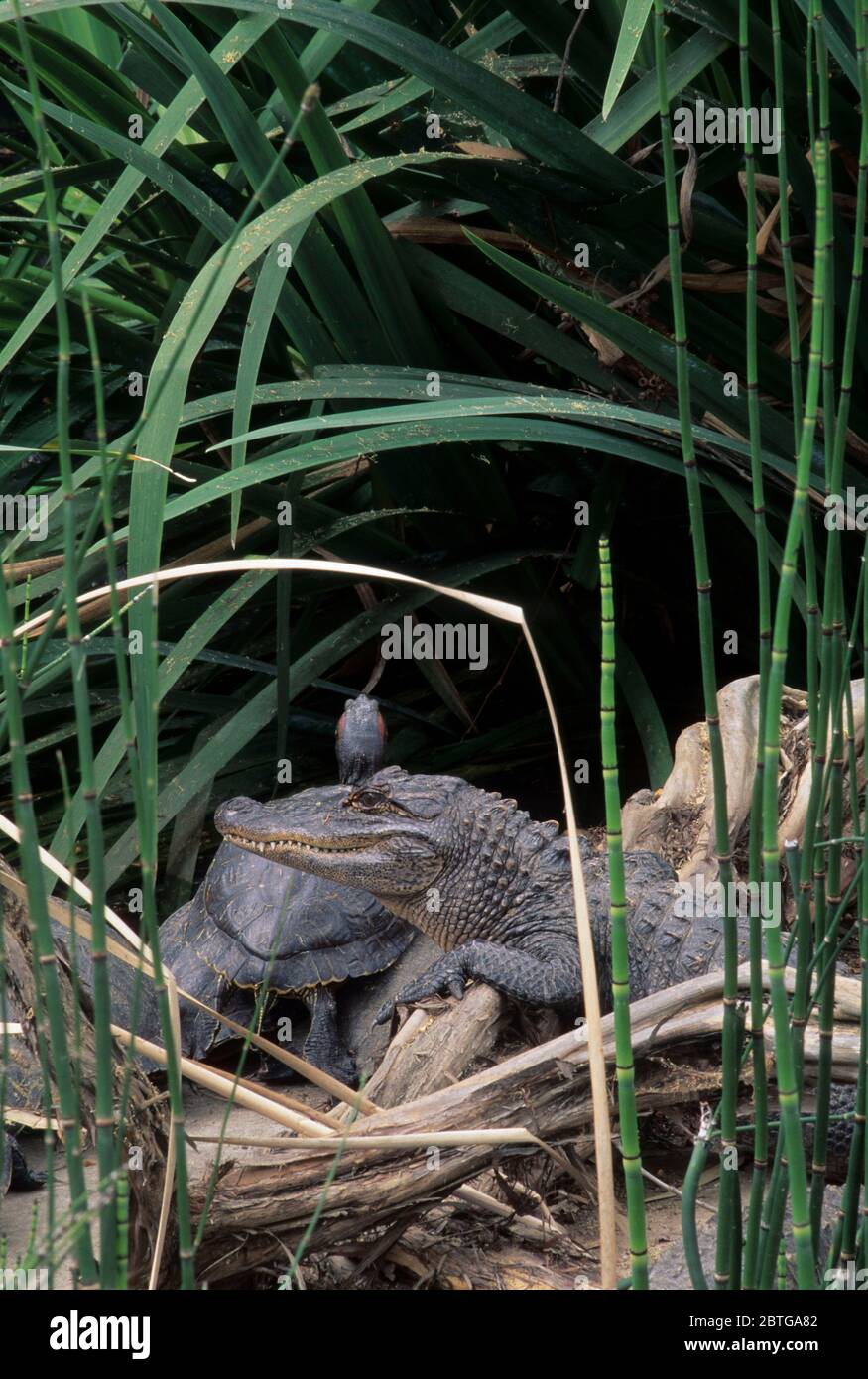 Alligator, San Diego Zoo, Balboa Park, California Stock Photo - Alamy