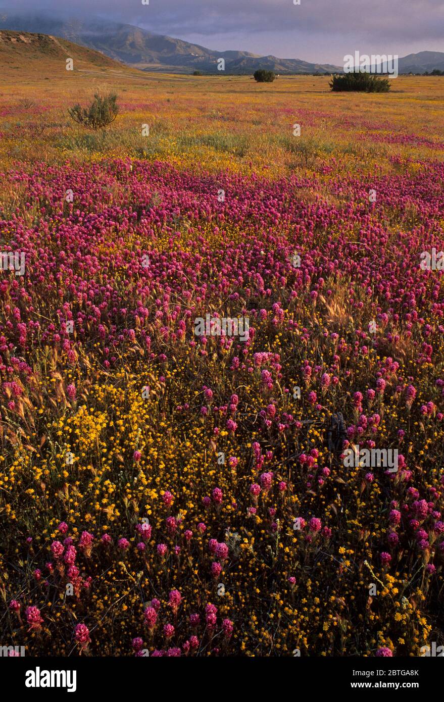 Owl clover, Hungry Valley State Recreation Area, California Stock Photo ...