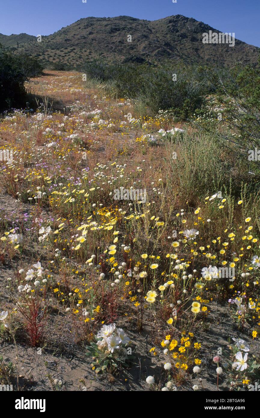 Saddleback Butte with spring wildflowers, Saddleback Butte State Park ...