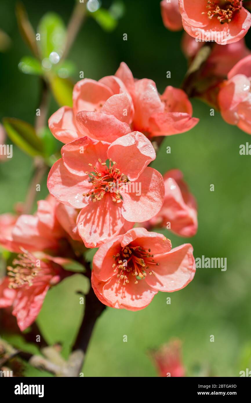 Tree bloom blossom beautiful flowers in spring season Stock Photo - Alamy