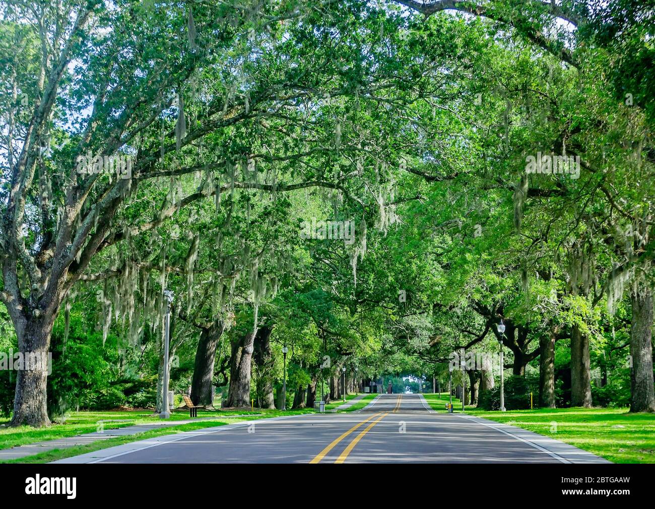 A tree-lined road enters Biloxi National Cemetery, May 23, 2020, in ...