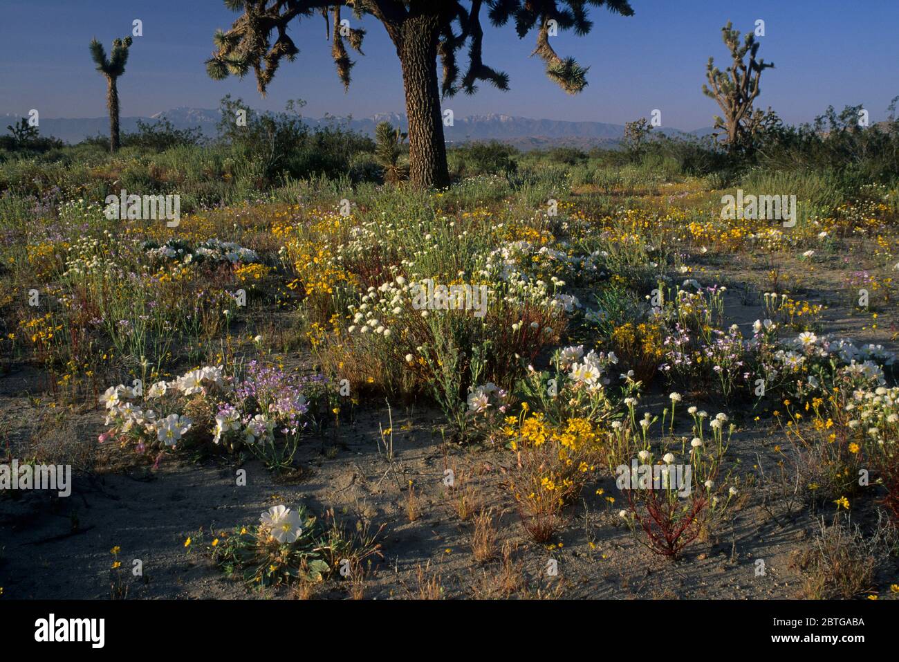Desert primrose & Joshua tree, Saddleback Butte State Park, California ...
