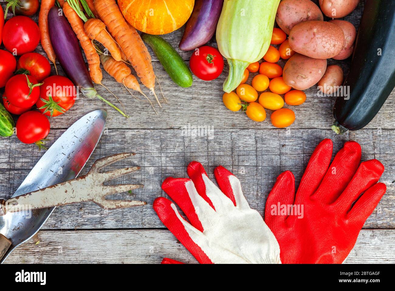 Assortment different fresh organic vegetables and gardening tools on ...