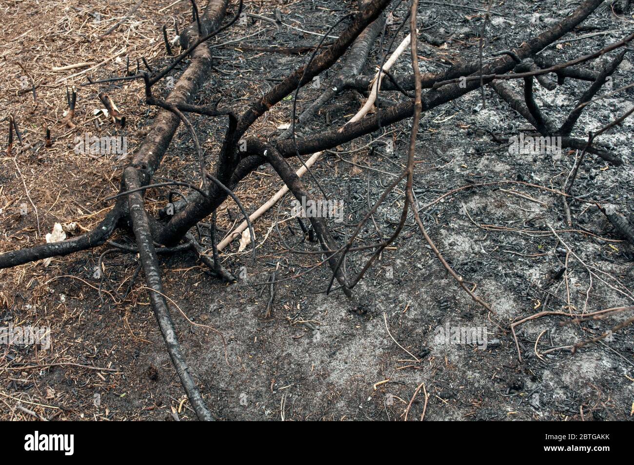 Pile of burnt branches, a tree after a forest fire. Consequence of the ...