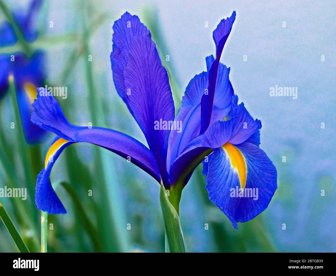 Iris garden plant hi-res stock photography and images - Alamy