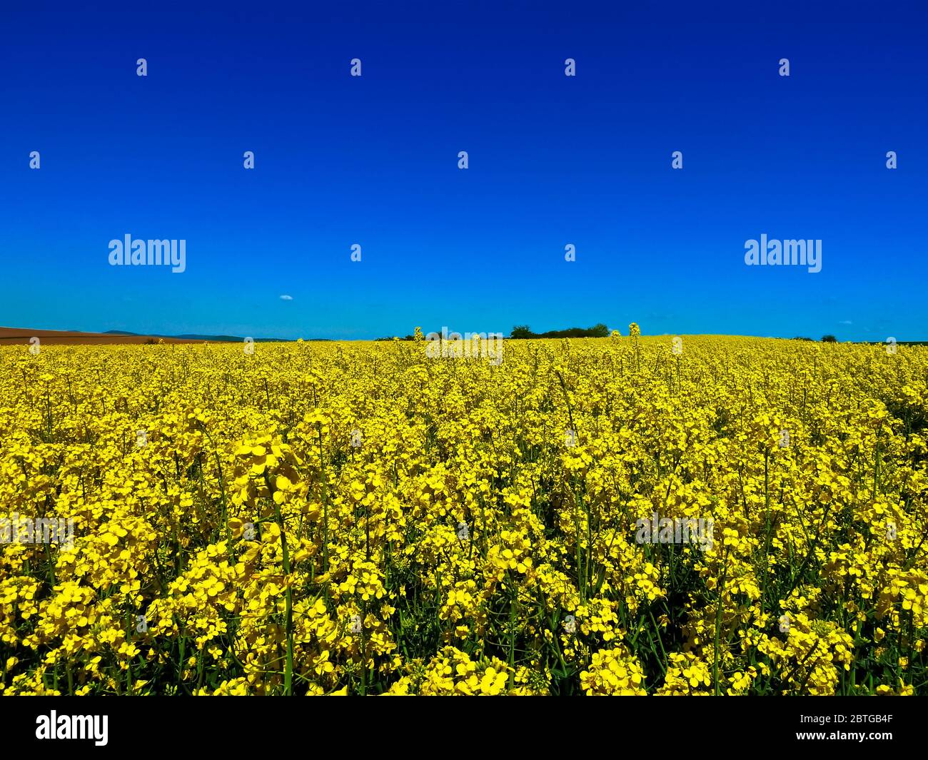 Rapeseed field germany hi-res stock photography and images - Alamy