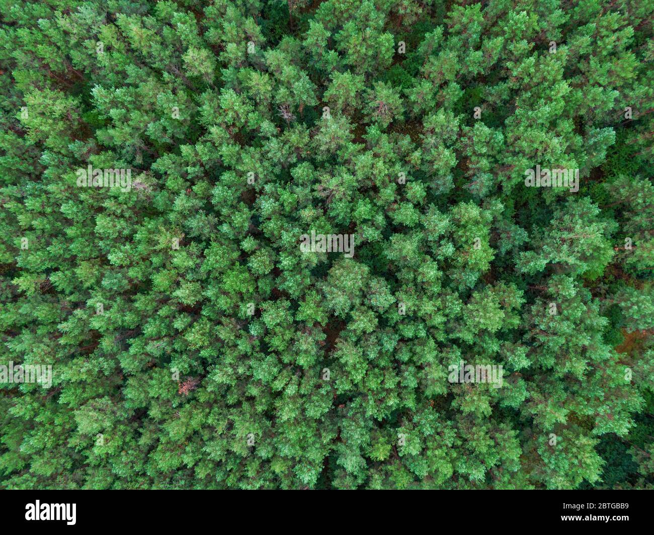 Aerial view of tree hi-res stock photography and images - Alamy