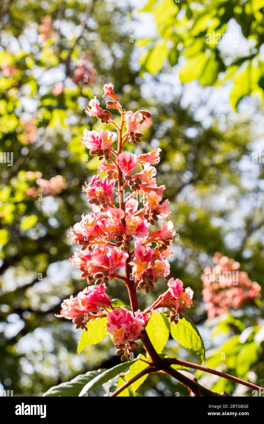 Colorful flowers bloom in the spring in trees Stock Photo - Alamy