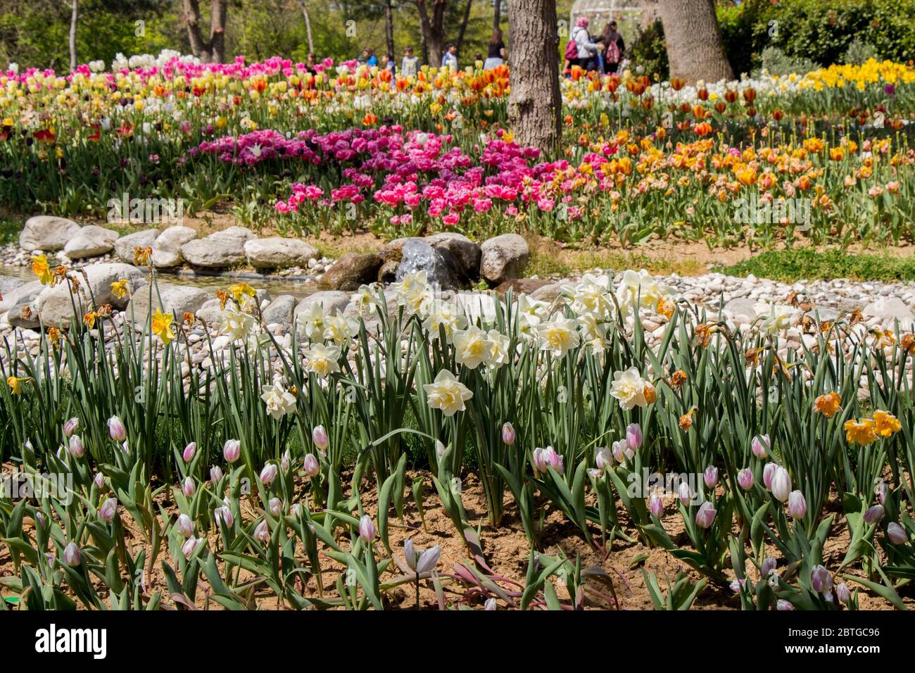 Blooming beautiful colorful fresh natural flowers in view Stock Photo ...