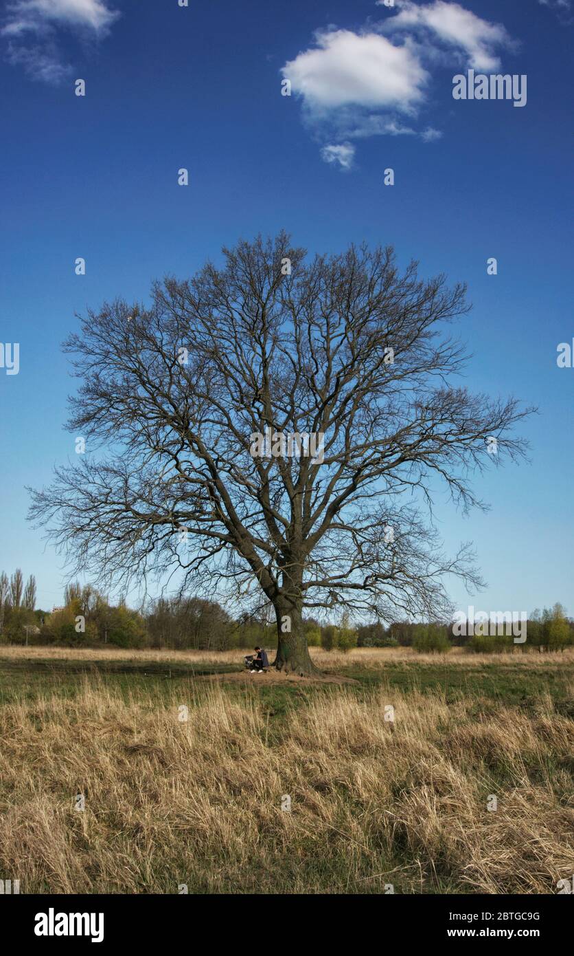 Single Tree Landscape