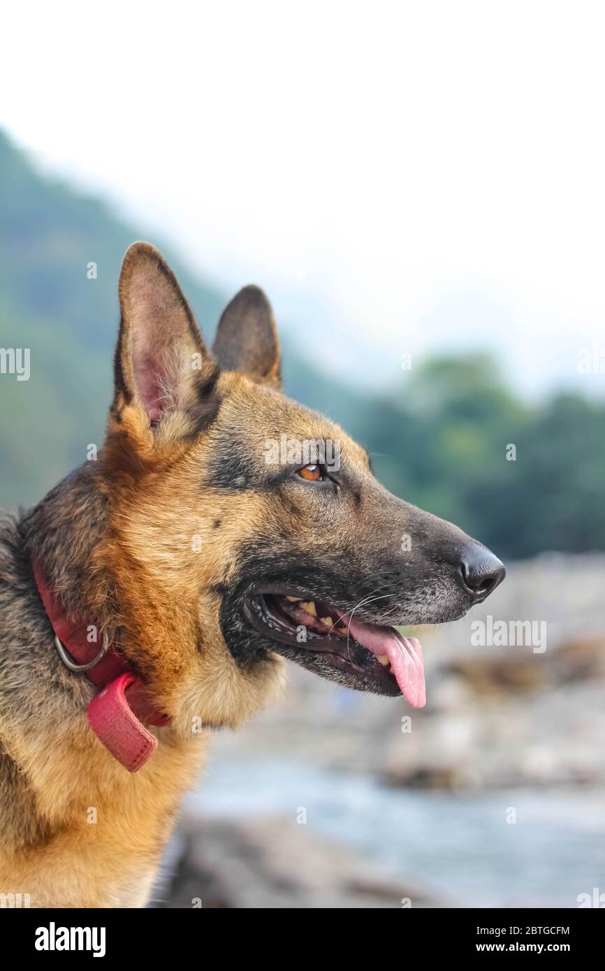 portrait of serious german shepherd and staring to someone Stock Photo ...